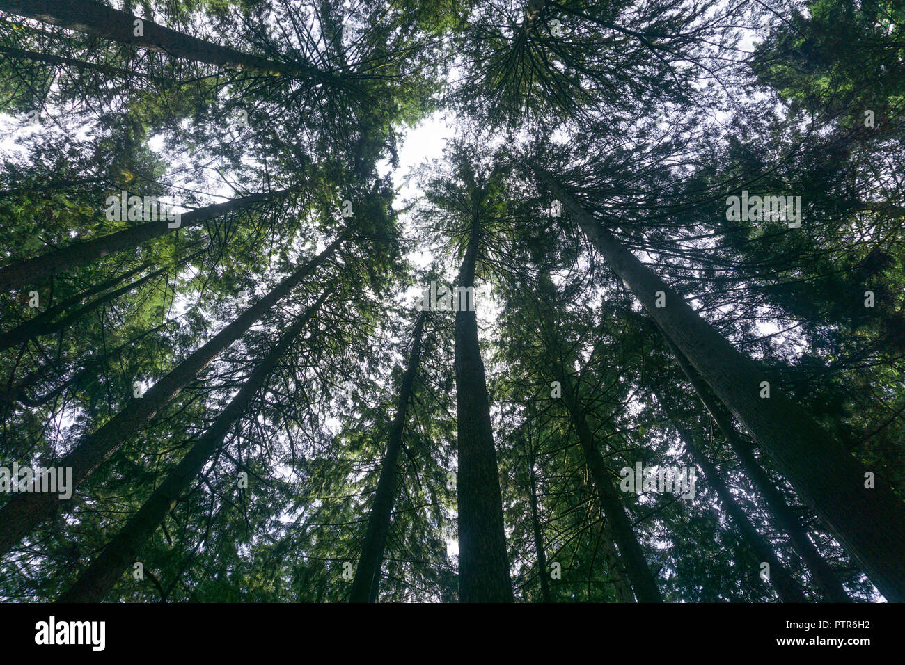 Forest trees from below looking up to canopy Stock Photo - Alamy