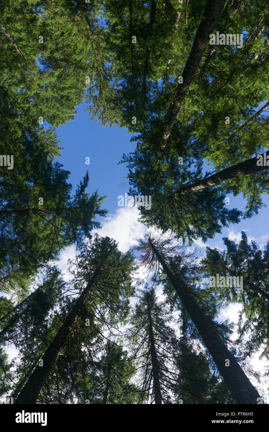 Forest trees from below looking up to canopy Stock Photo - Alamy