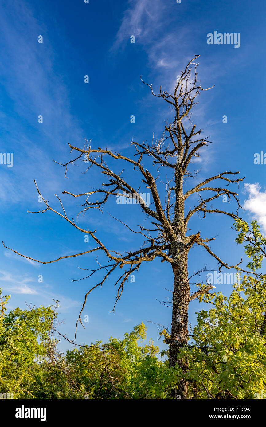Single death tree hi-res stock photography and images - Alamy