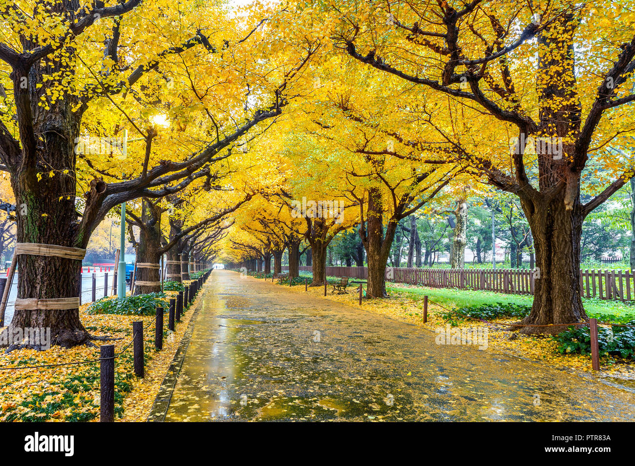 Row of yellow ginkgo tree in autumn. Autumn park in Tokyo, Japan Stock ...
