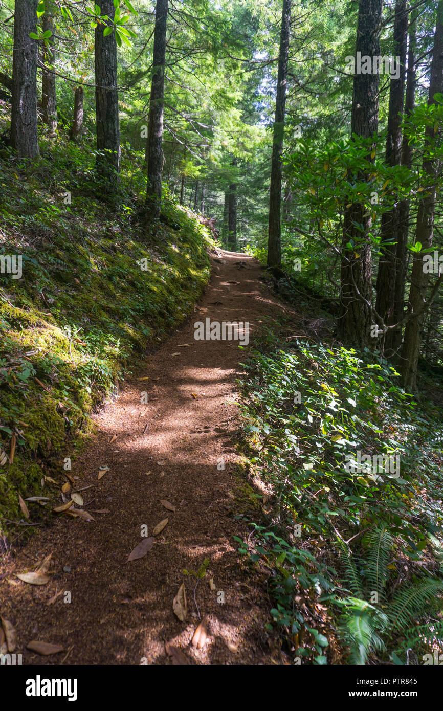Hiking trail through a green forest Stock Photo - Alamy