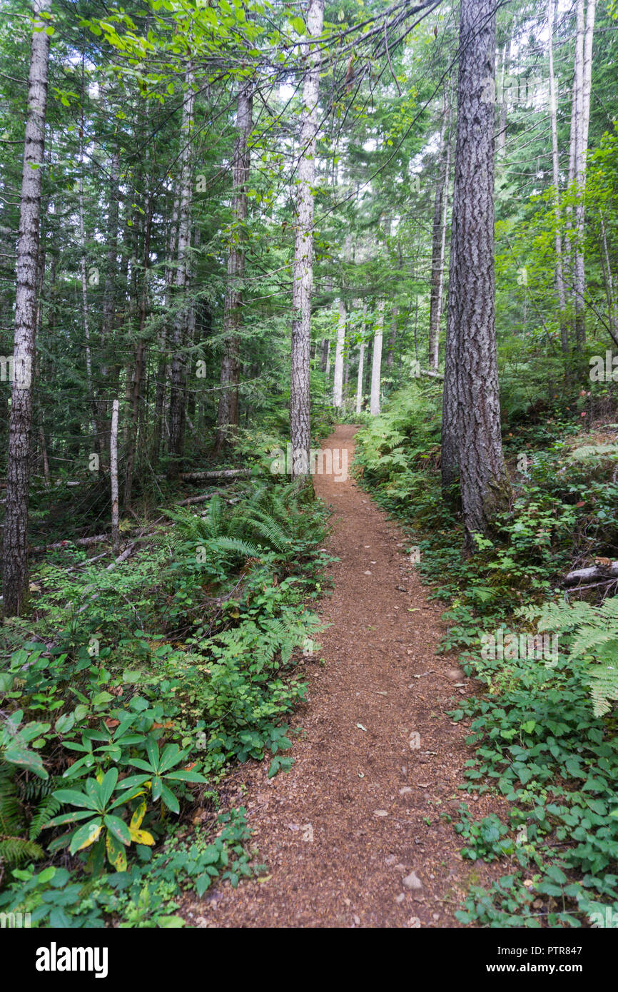 Hiking trail through a green forest Stock Photo - Alamy