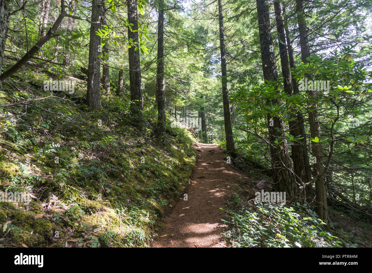 Hiking trail through a green forest Stock Photo - Alamy