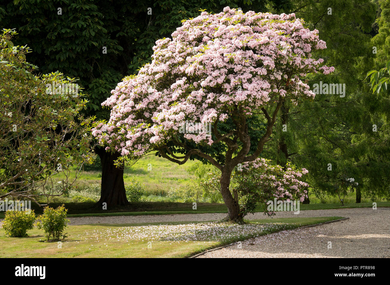 Flowering tree in a private English garden in North Devon UK in June ...