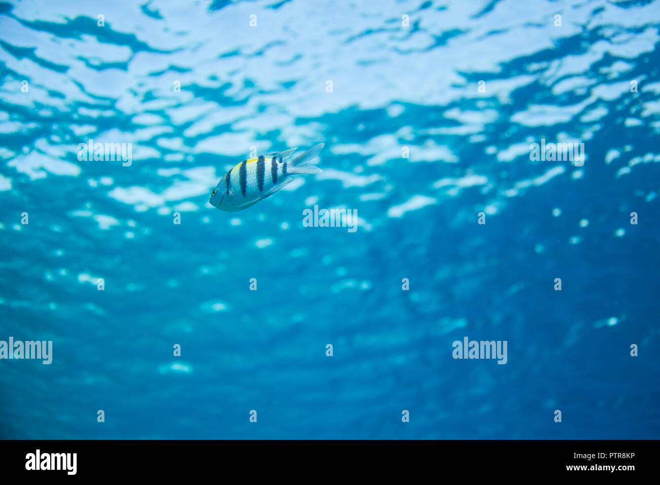 bottom view, surface and fish in blue underwater. Red sea Stock Photo ...