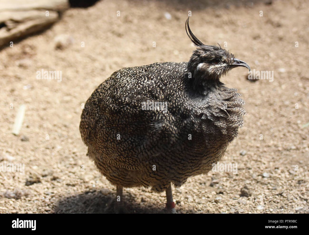 Elegant crested tinamou bird on dry earth Stock Photo - Alamy