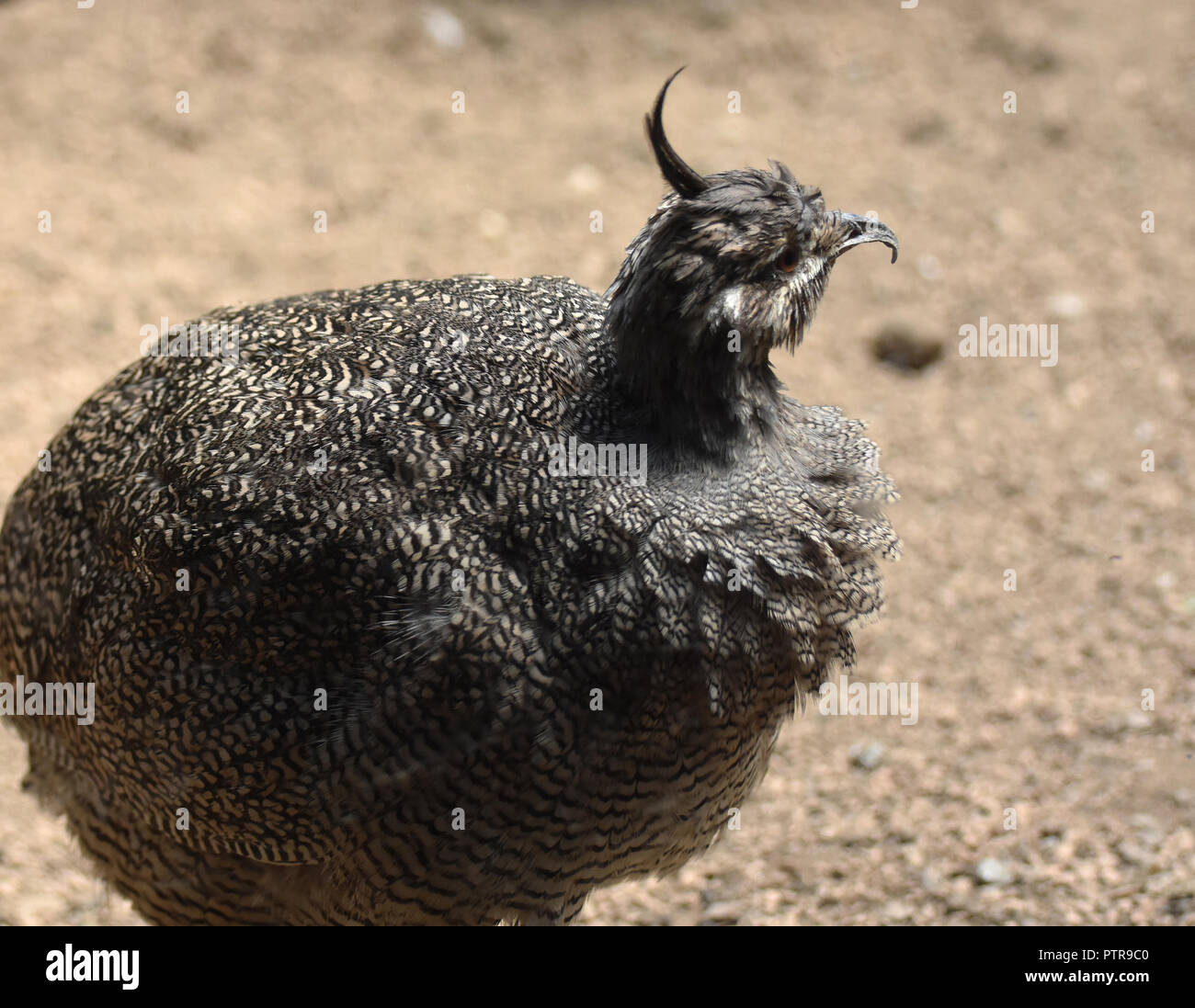 Dry landscape with a tinamou bird up close Stock Photo - Alamy