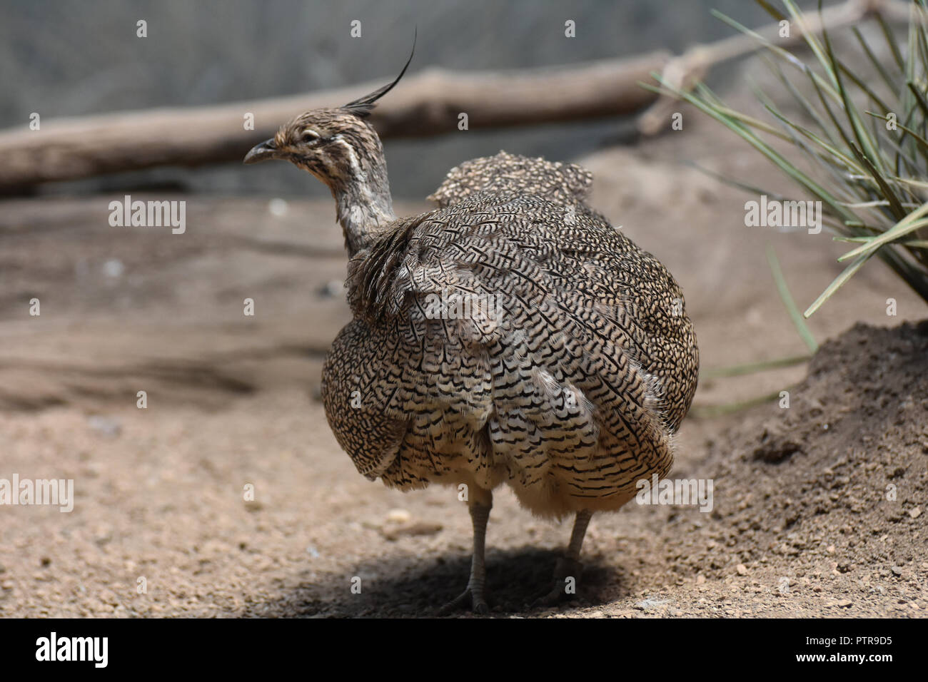 Fallen log behind an elegant crested tinamou bird Stock Photo - Alamy