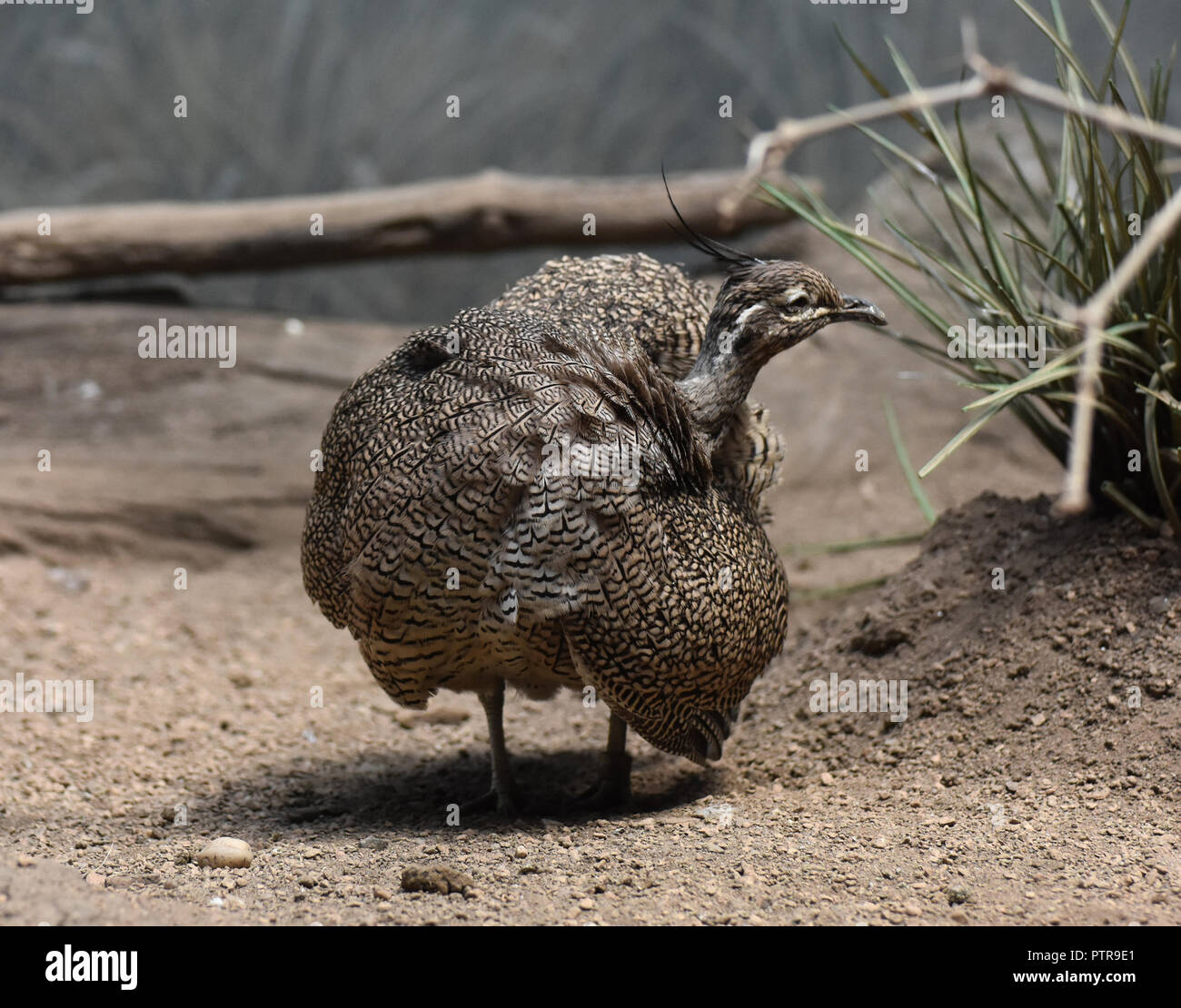 Ruffled feathers on an elegant crested tinamou bird Stock Photo - Alamy