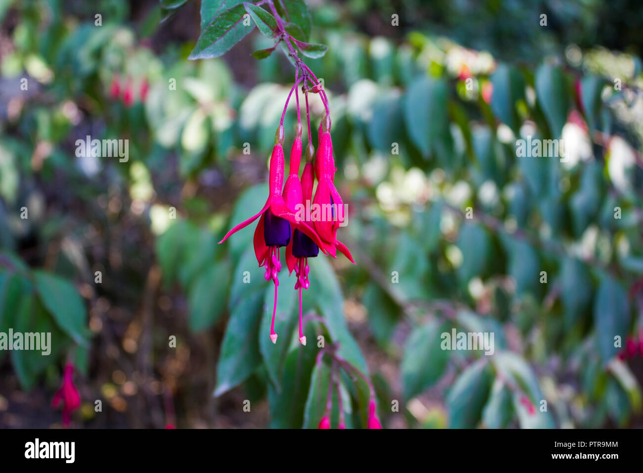 Beautiful flower fuchsia hi-res stock photography and images - Alamy