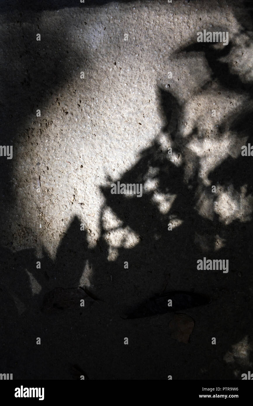 Tree shadow architecture sun hi-res stock photography and images - Alamy