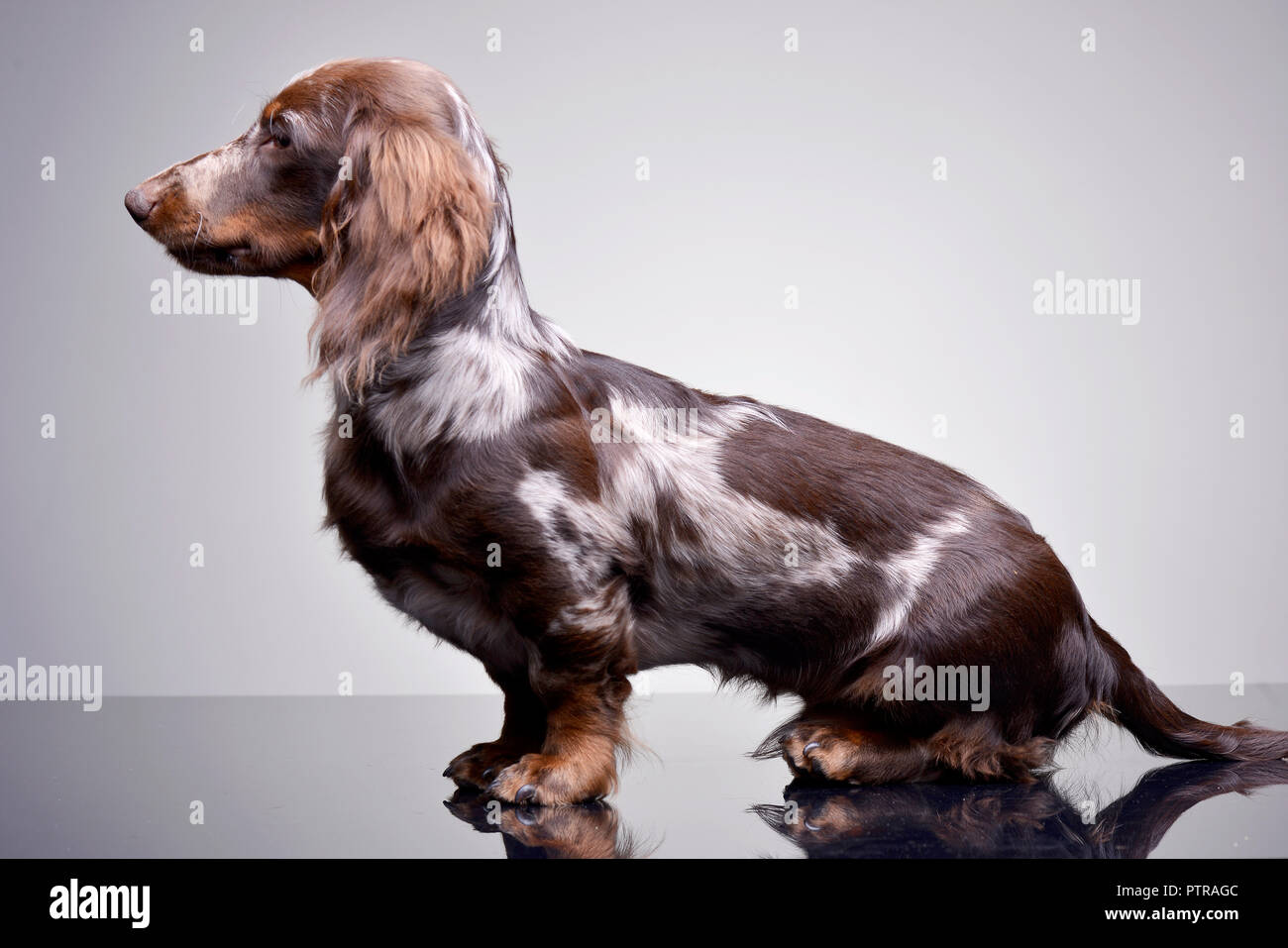 Grey Dachshund