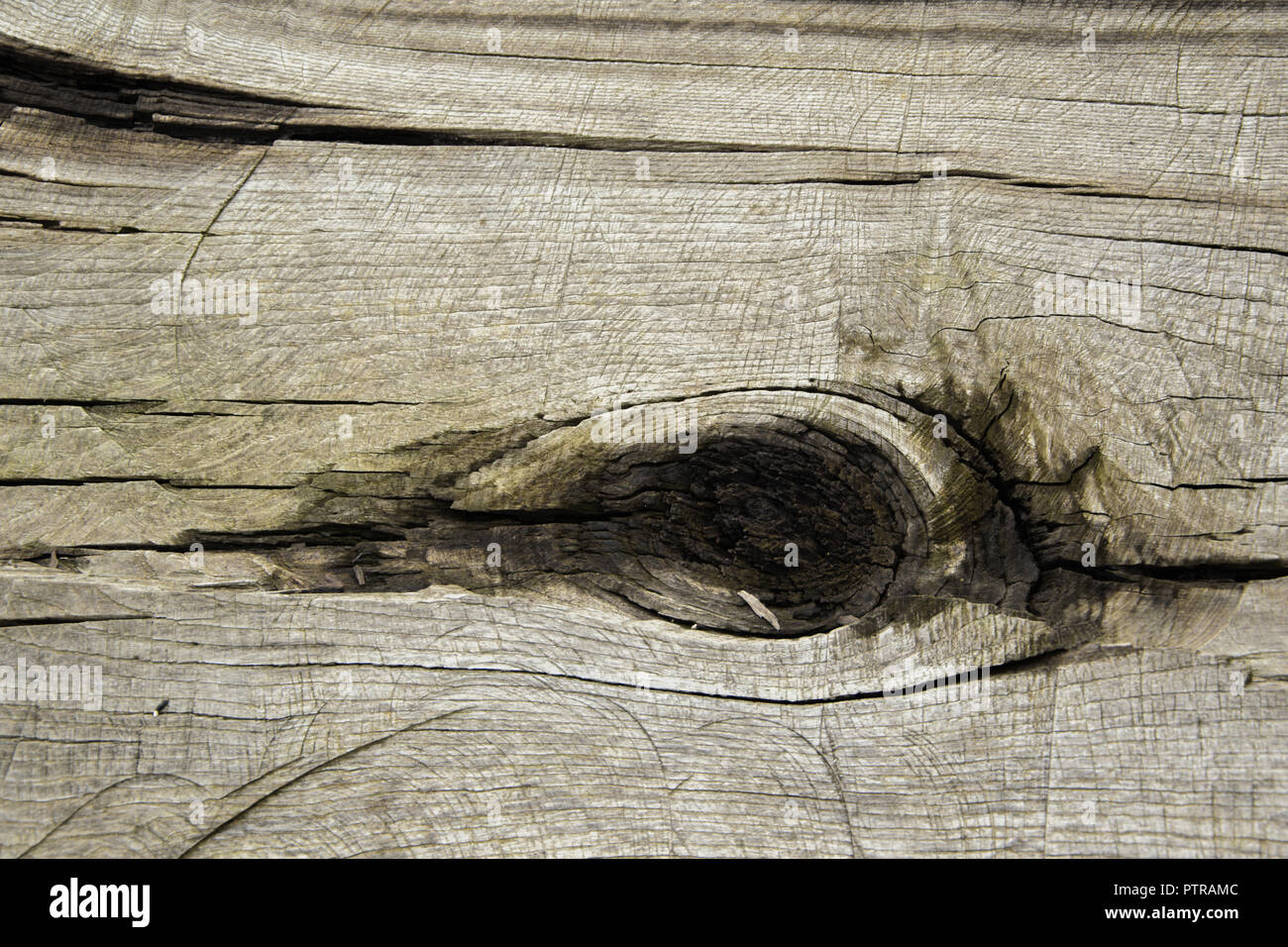 Natural formation similar to the human eye in the trunk of a cut wood ...