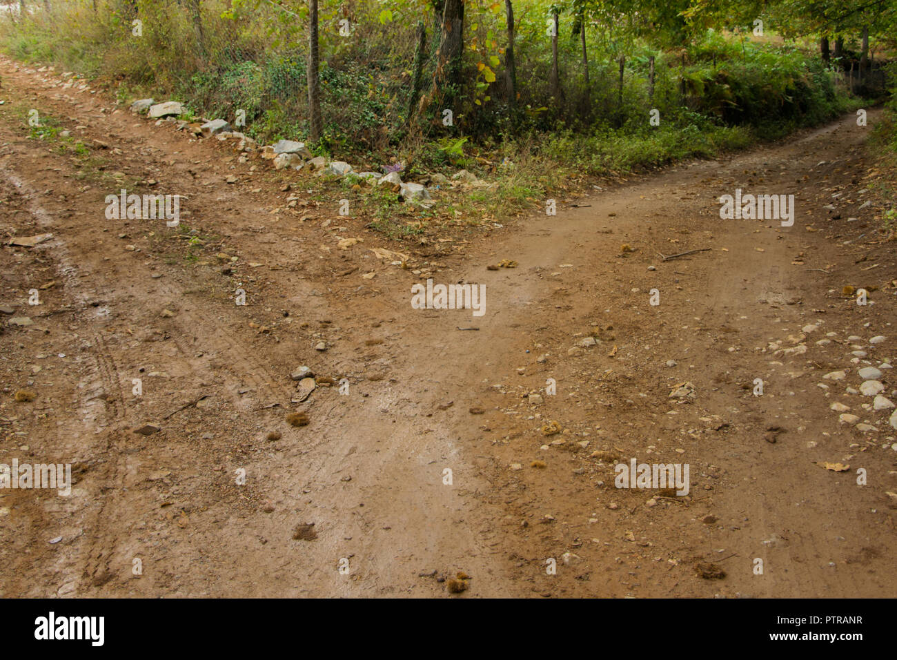 Country road splits in two, making a decision concept Stock Photo - Alamy