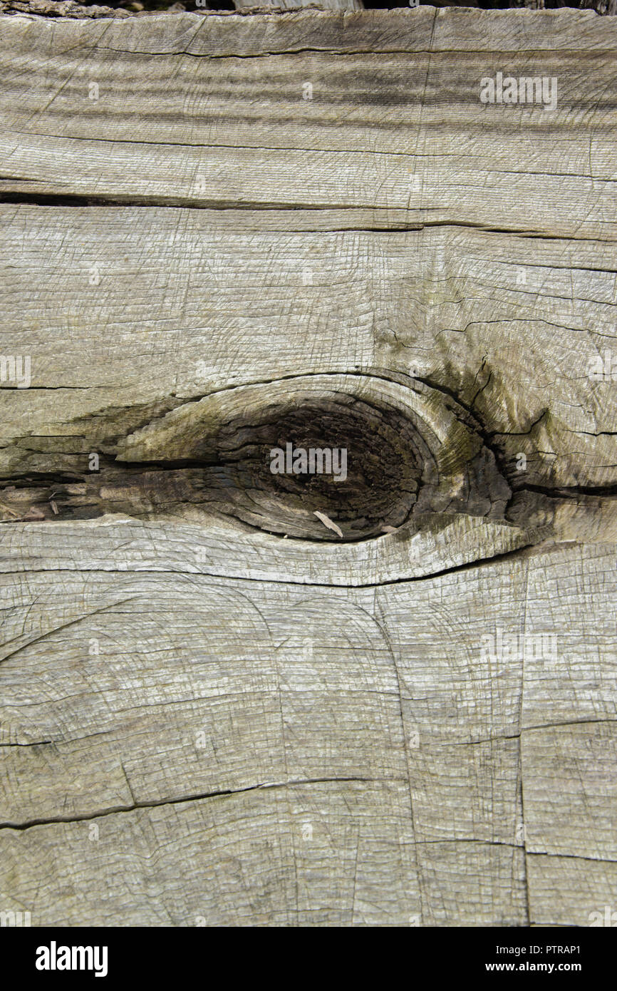 Natural formation similar to the human eye in the trunk of a cut wood ...