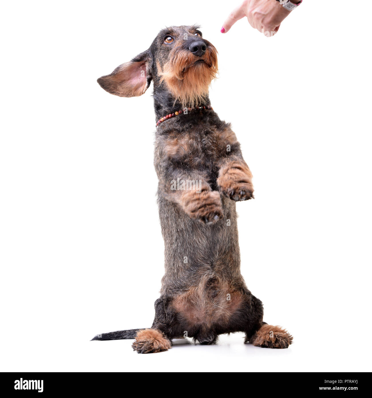 An adorable Dachshund standing on hind legs - studio shot, isolated on ...