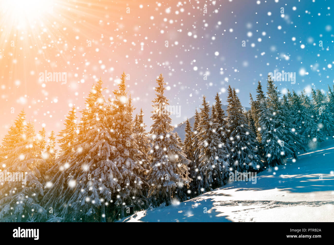 Beautiful winter landscape. Pine trees with snow and frost on mountain ...