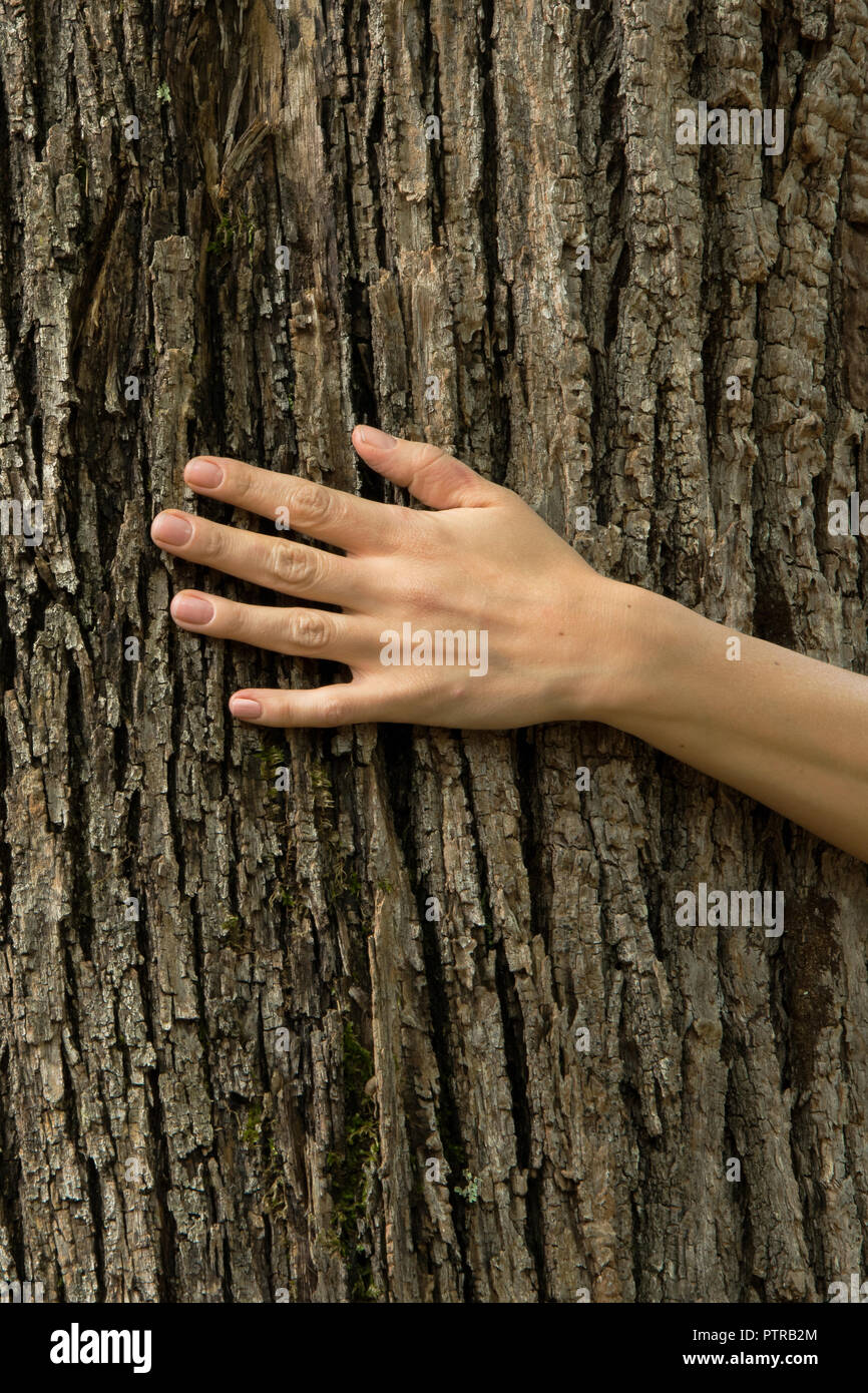 Woman hand on the tree bark, ecosystem protection concept, space for ...