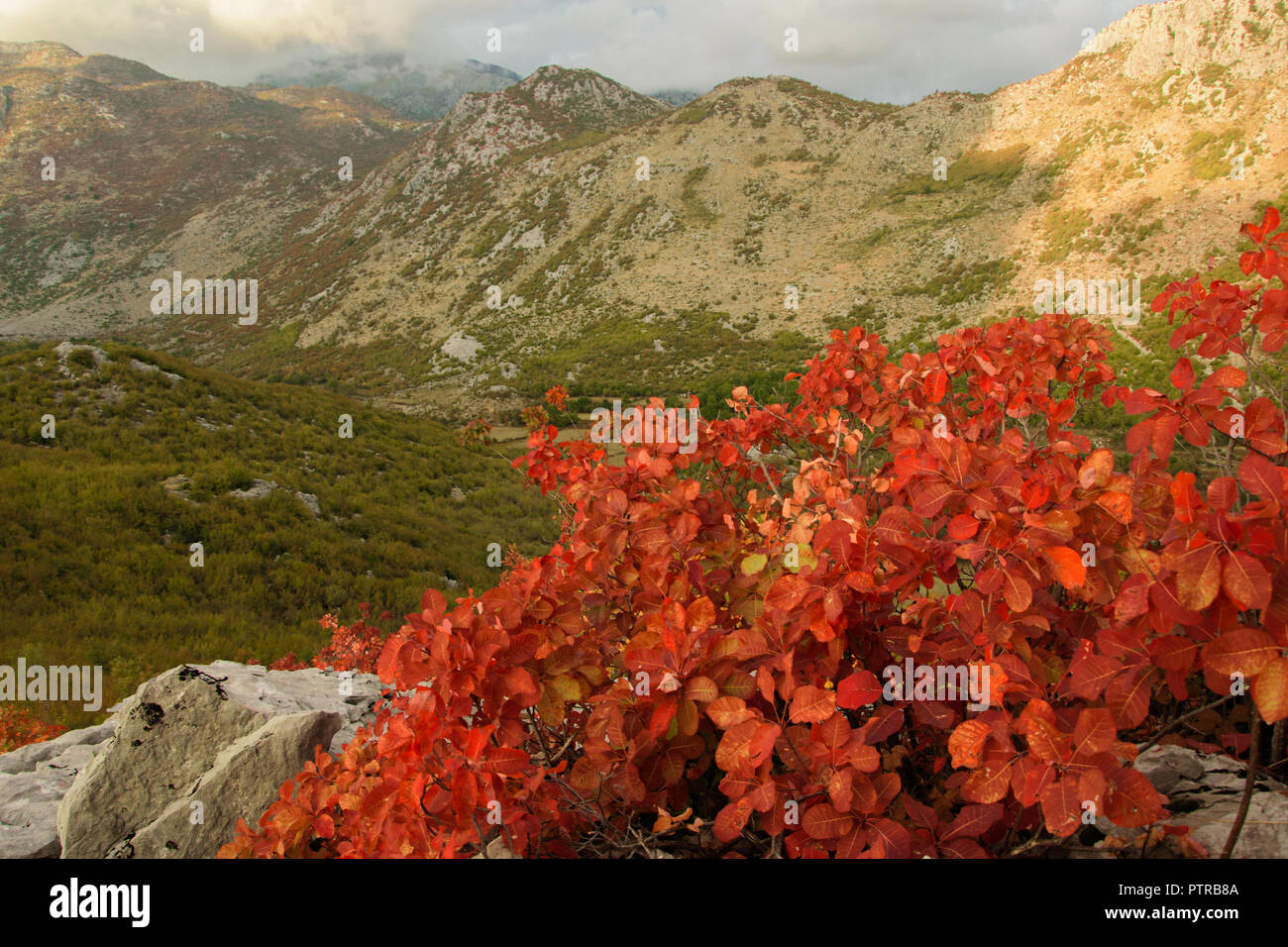 Albanian wildlife hi-res stock photography and images - Alamy