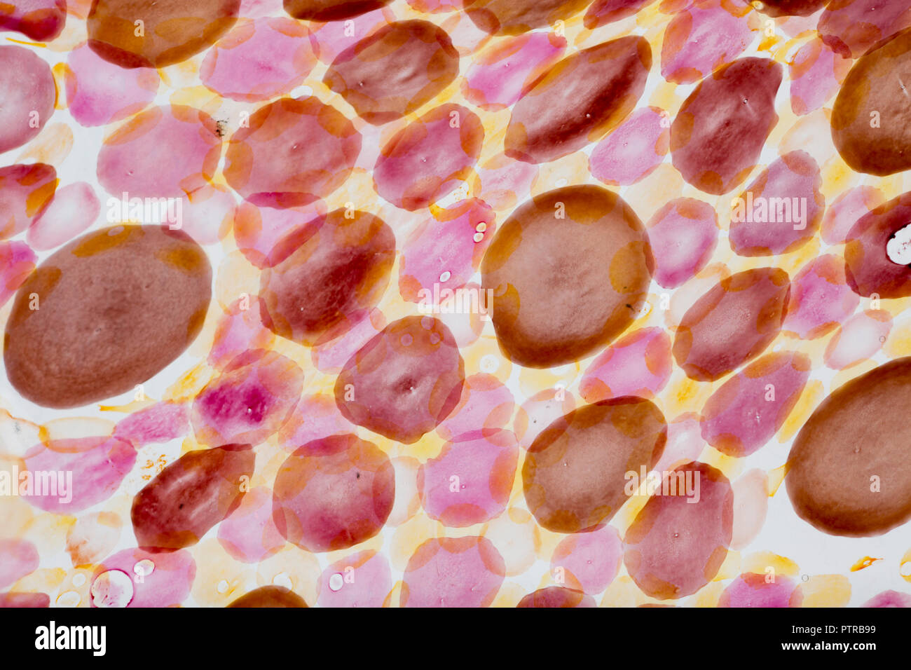 Cephalopod skin hi-res stock photography and images - Alamy