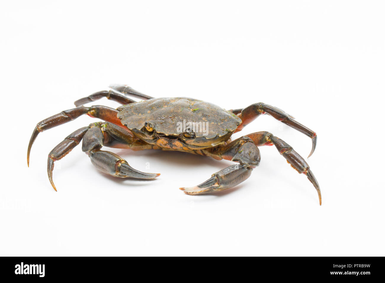 A shore crab, Carcinus maenas, also known as the european crab or green ...