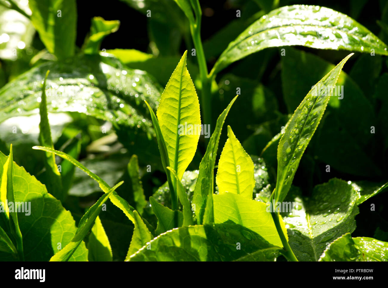 Tea Leaves With Morning Drew Drop Stock Photo - Alamy