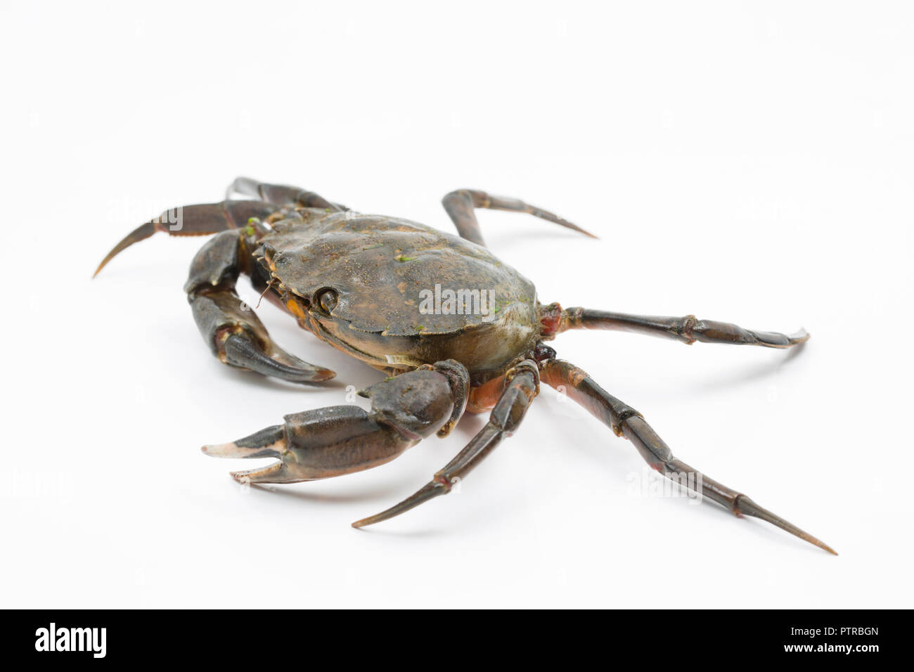 Shore crab england hi-res stock photography and images - Alamy