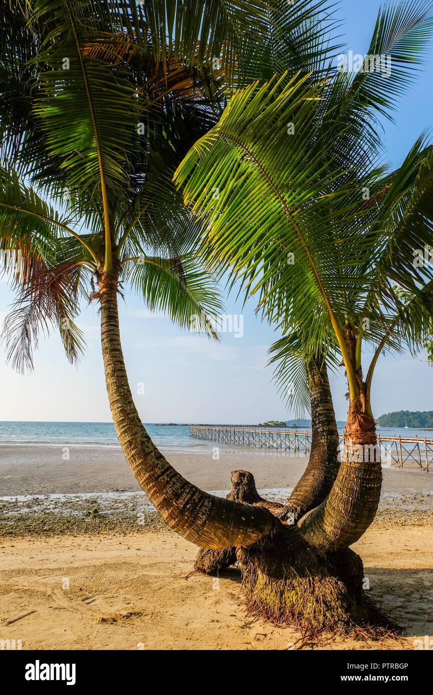 Triple headed coconut tree hi-res stock photography and images - Alamy