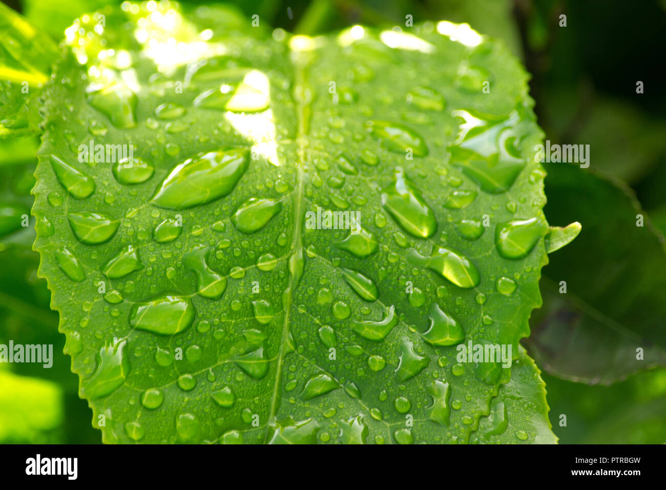 Tea Leaves With Drew Drop Stock Photo - Alamy