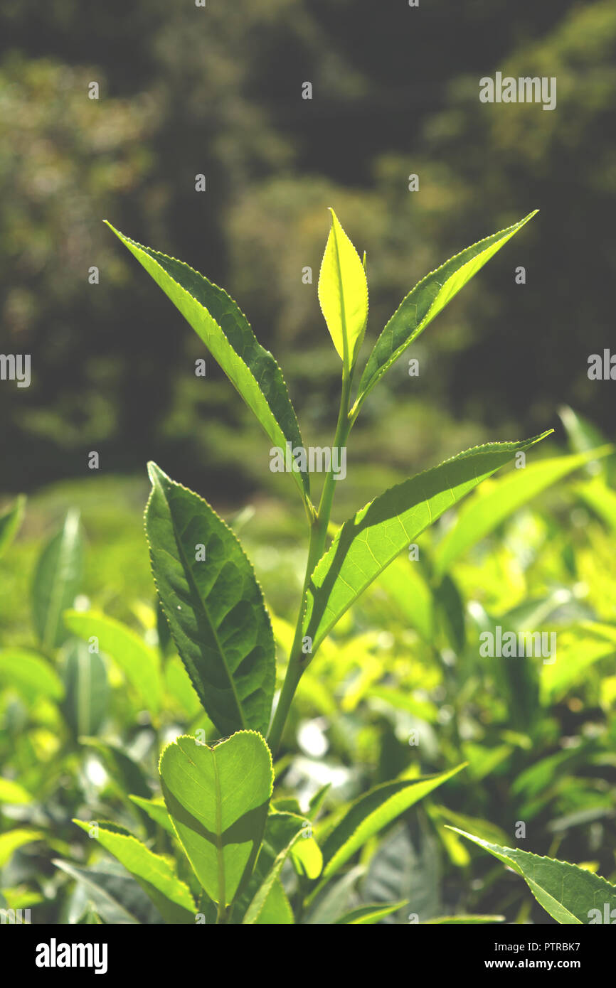 Close up new tea leaves hi-res stock photography and images - Alamy