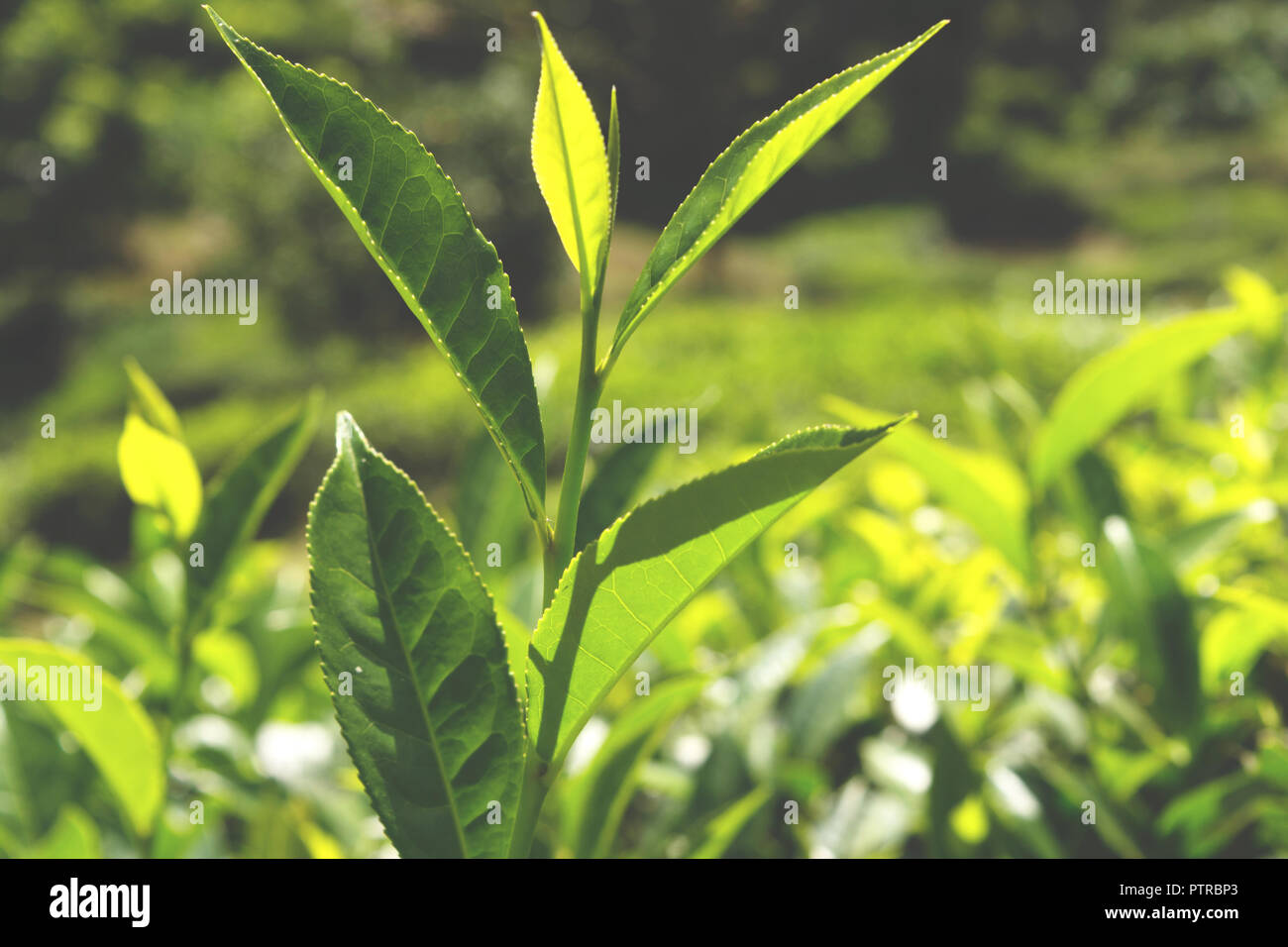 Green Tea Leaves Stock Photo - Alamy