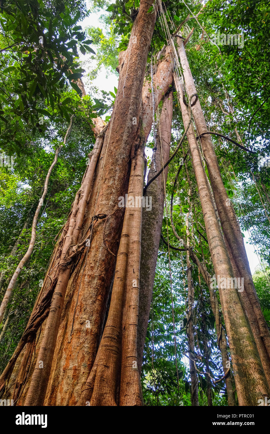 Ancient tree in the rainforest on Ko Kood, Thailand Stock Photo - Alamy