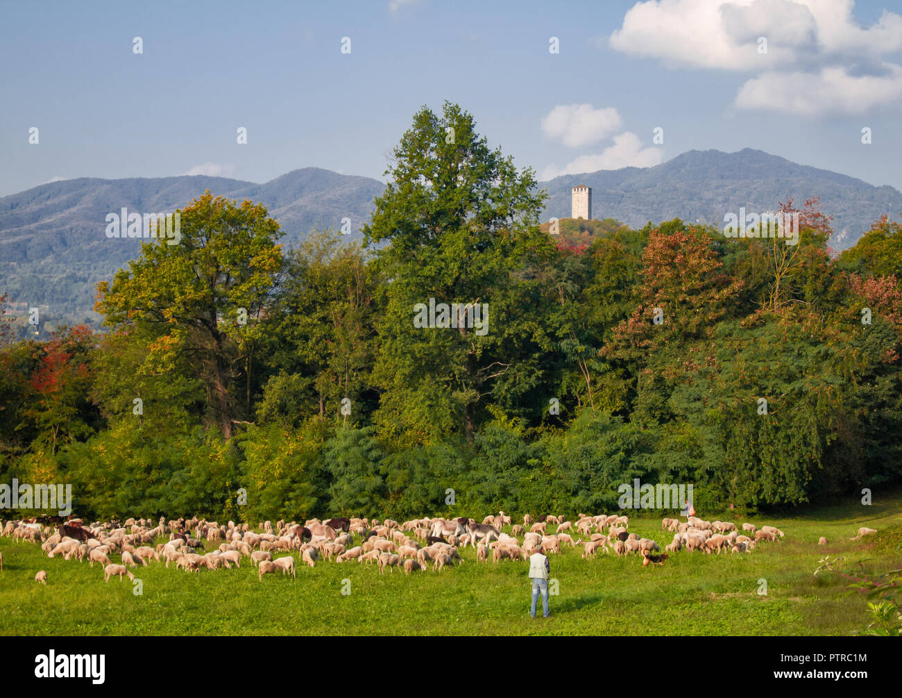 Protecting sheep hi-res stock photography and images - Alamy