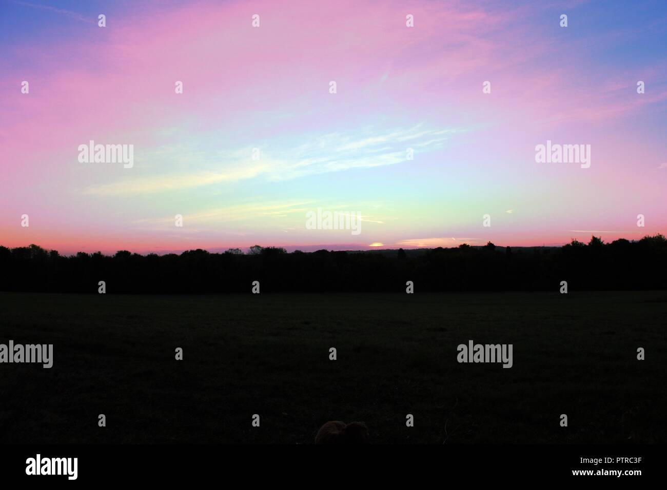 Sun Rising over silhouetted tree lined horizon Stock Photo - Alamy