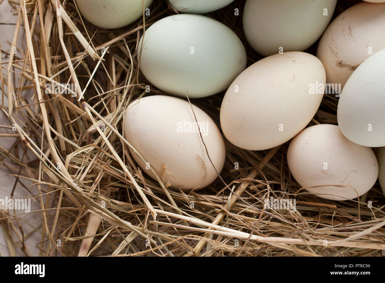 lot of eggs in multiple colors Stock Photo - Alamy
