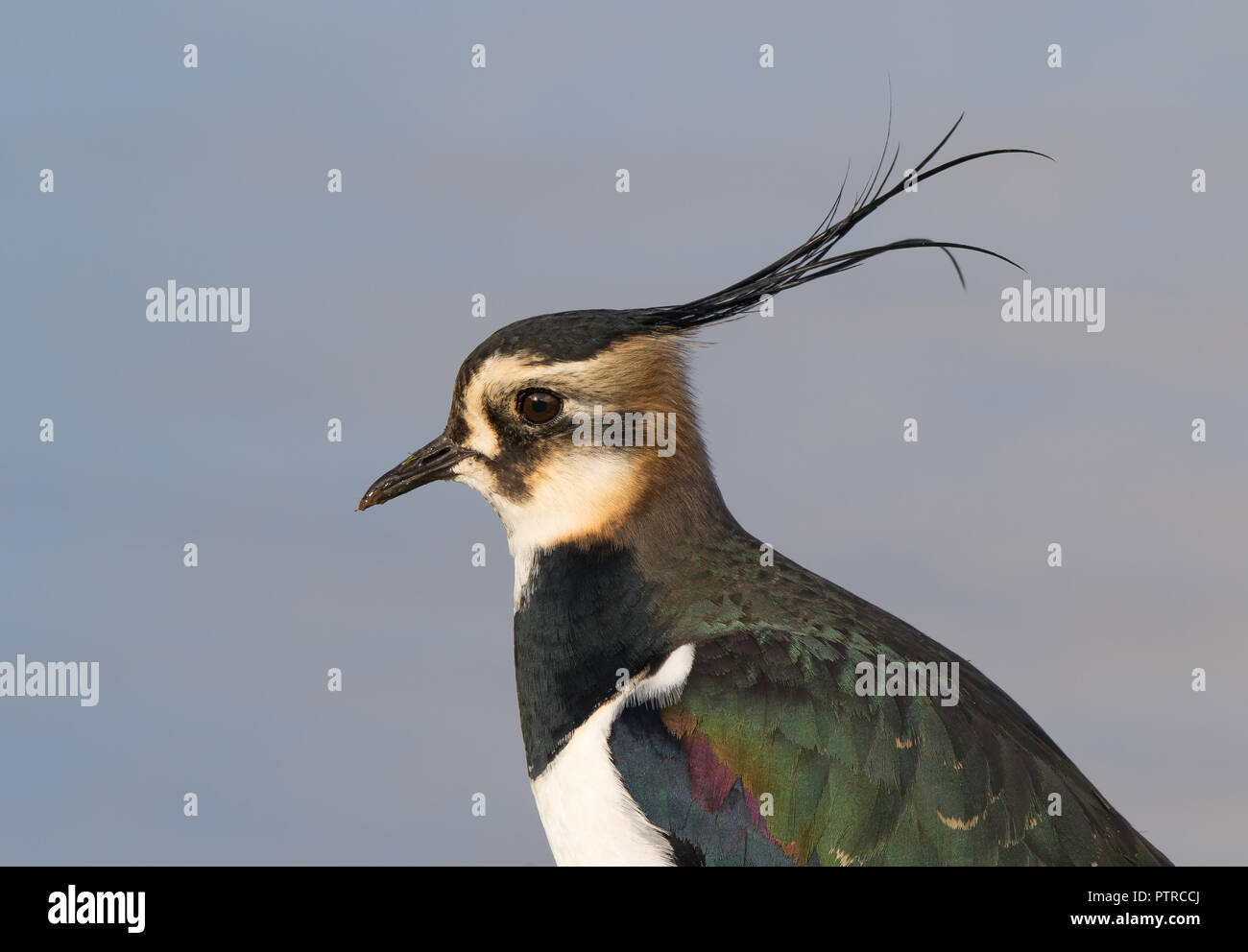Side view close up of wild UK northern lapwing, green plover bird ...