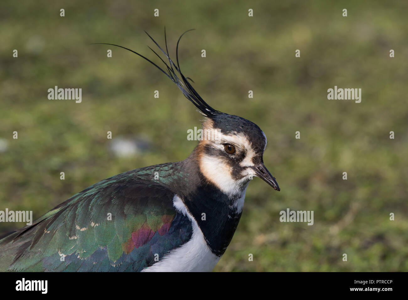 Plovers in sunshine hi-res stock photography and images - Alamy