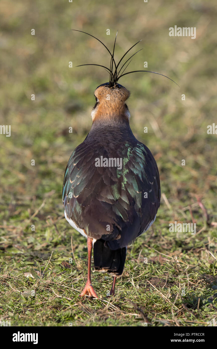 Plovers in sunshine hi-res stock photography and images - Alamy