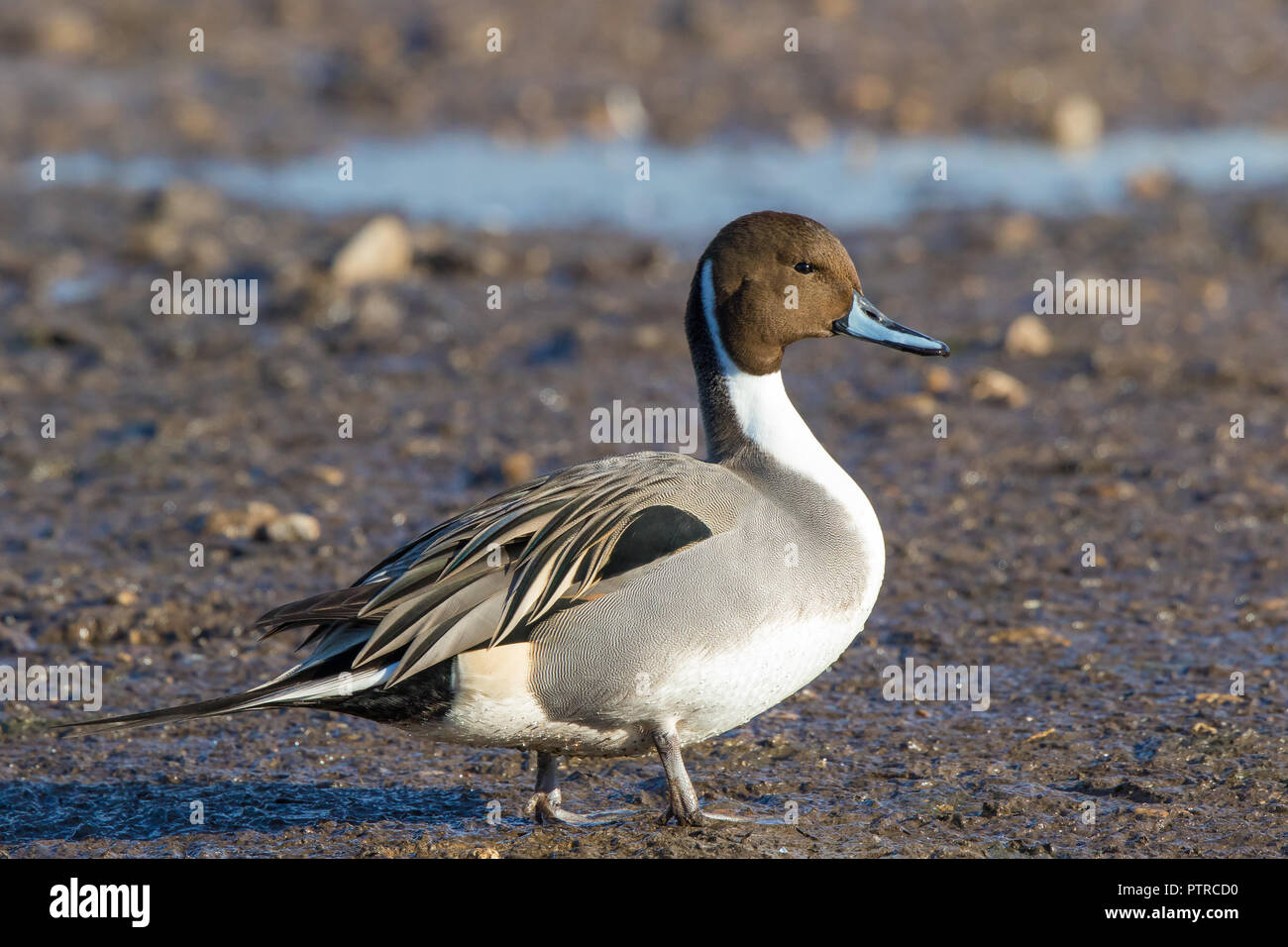 Full Plumage Drake Pintail