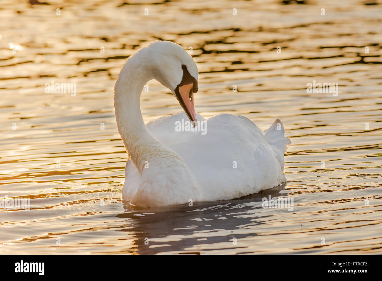 Wildlife uk.Mute swan floating on lake surface during sunset.Waterbird ...
