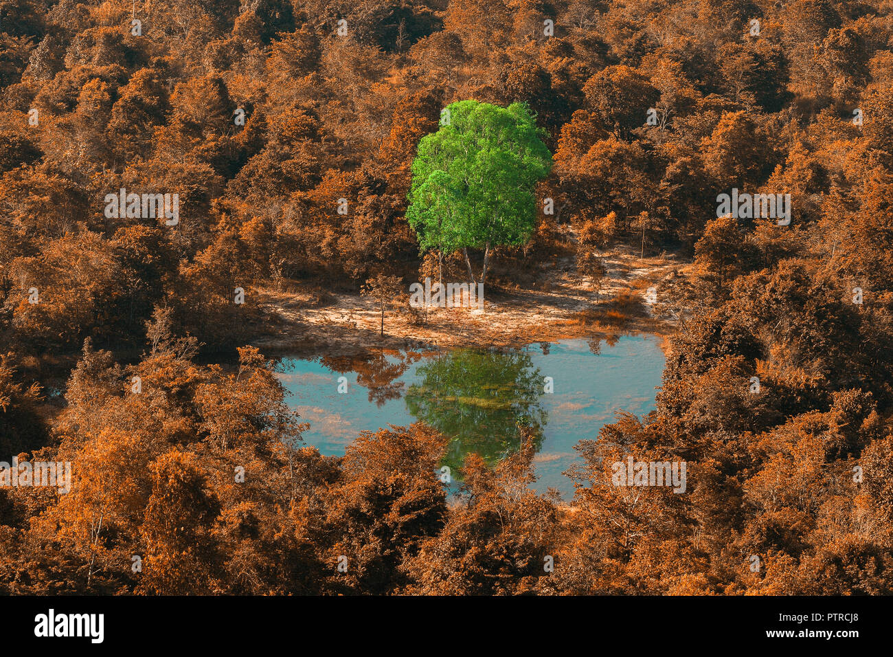One different tree in wild, Differentiation Concepts Stock Photo - Alamy