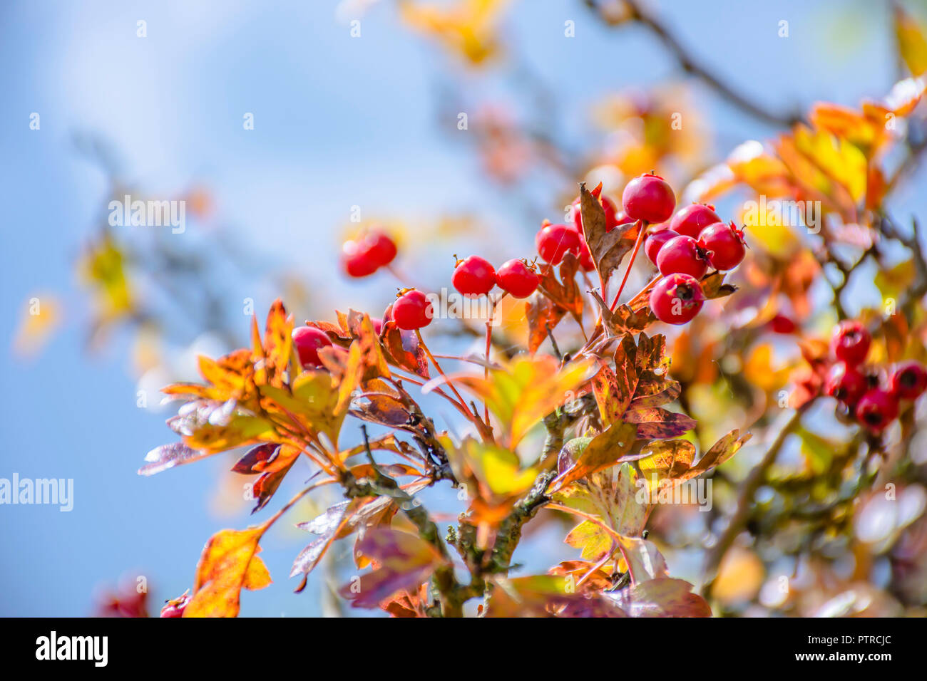 Marsh berries hi-res stock photography and images - Alamy