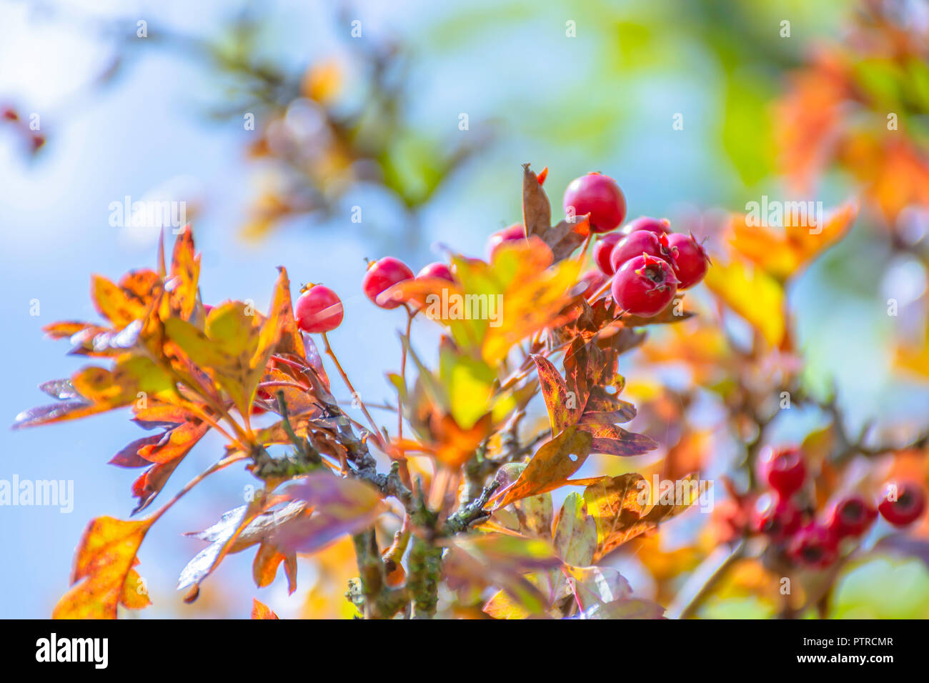 Marsh berries hi-res stock photography and images - Alamy