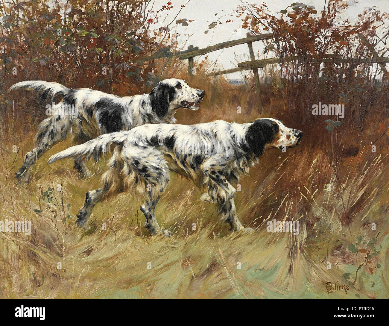 English setters hi-res stock photography and images - Alamy