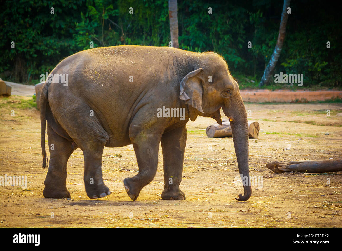 Elephant In The Wild Stock Photo - Alamy