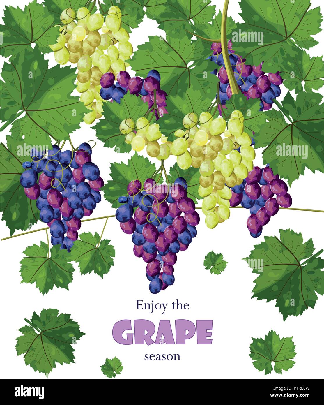Grapes harvests Stock Vector Images - Alamy