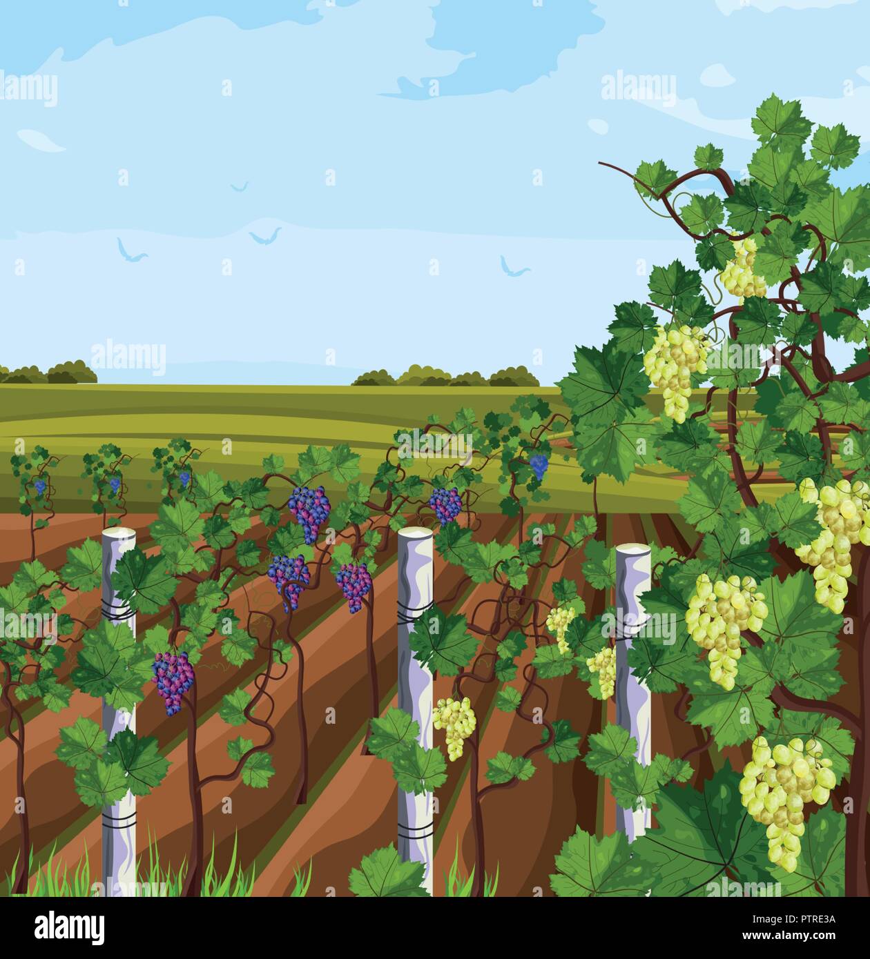 Vineyard growing harvest Vector. Beautiful summer background Stock ...