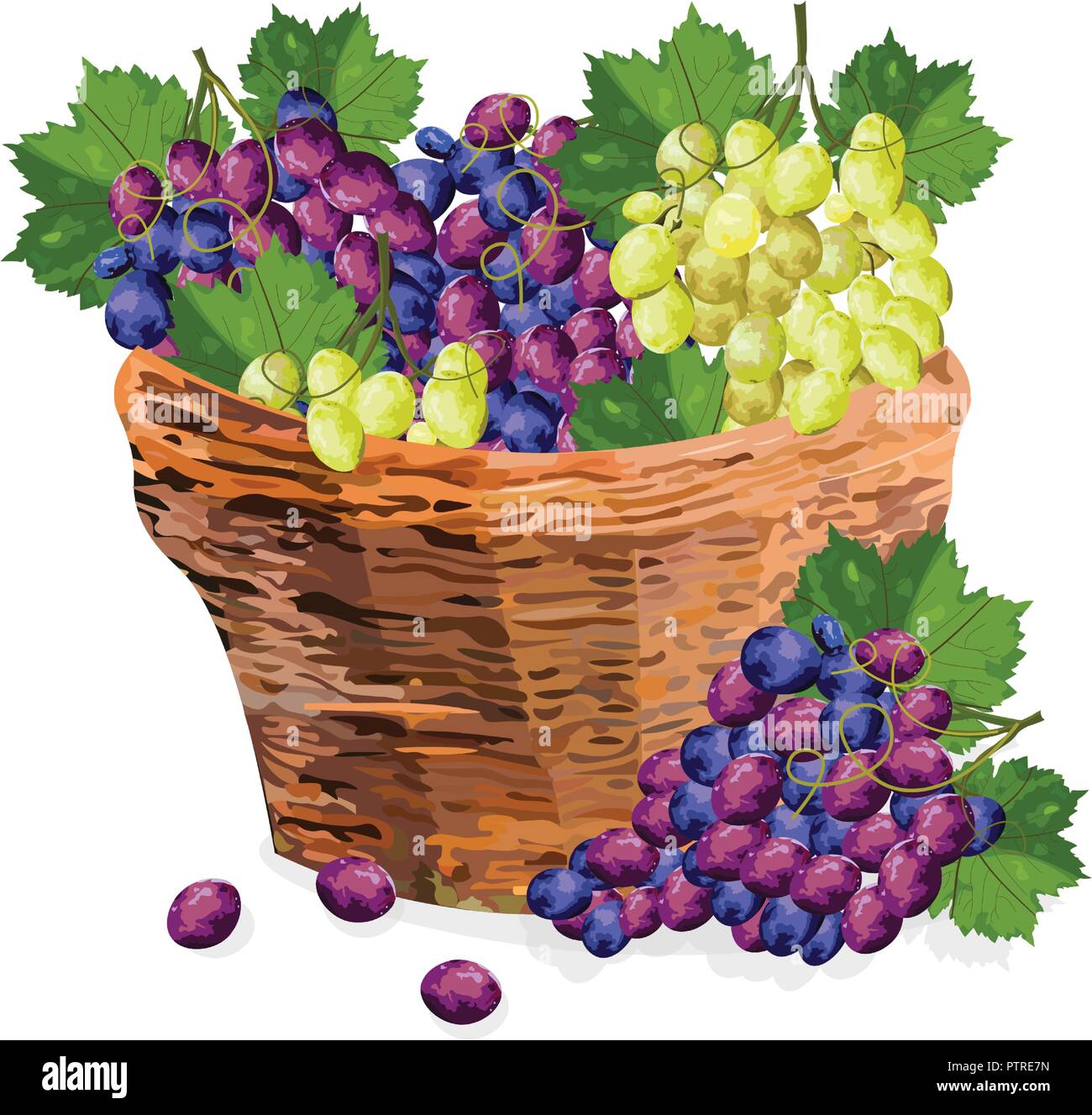 Grapes bunch watercolor basket Vector Stock Vector Image & Art - Alamy