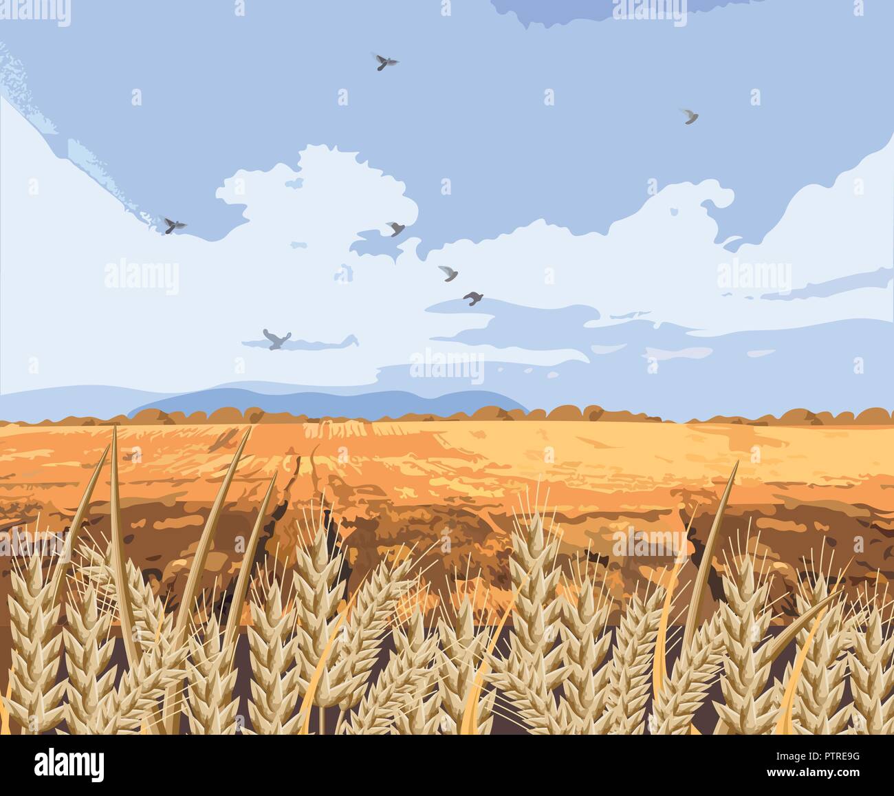 Wheat field Vector background. Beautiful Stock Vector Image & Art - Alamy