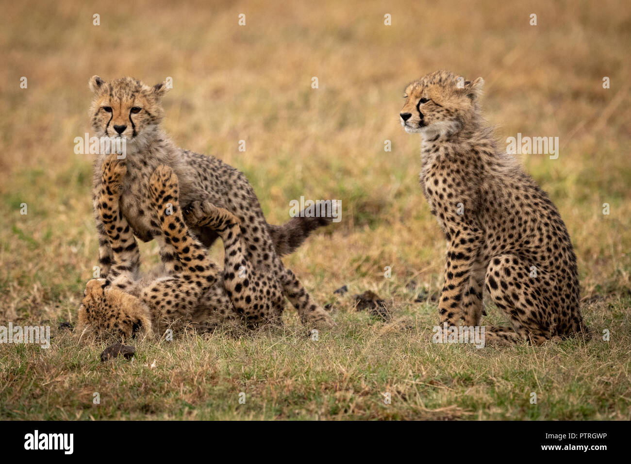 Cheetah cub sits as others play fight Stock Photo - Alamy